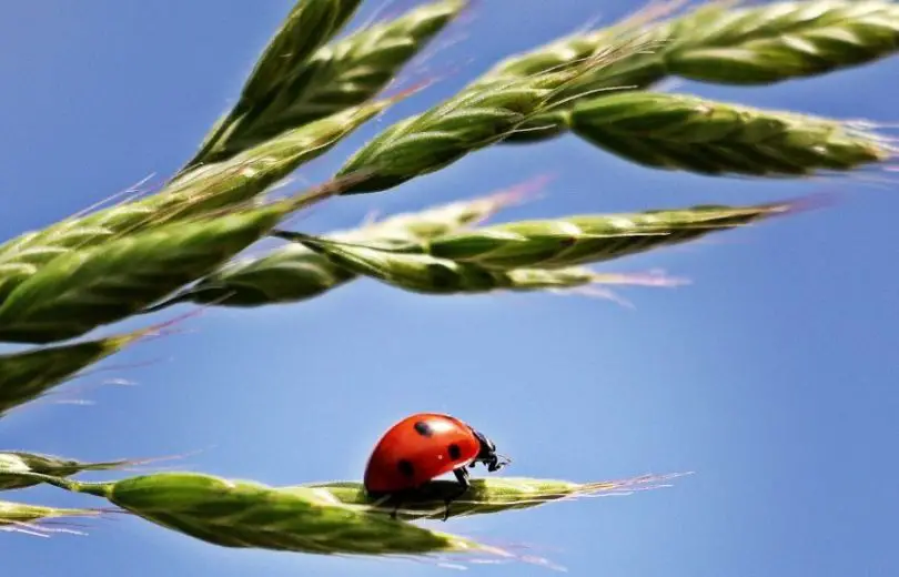 Asian Lady Beetle vs. Ladybug - The Aggressive Cousin!