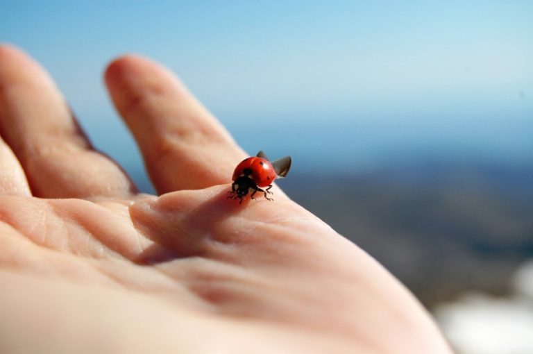 Do Ladybugs Bite? Which Ones, Why, and What To Do About It