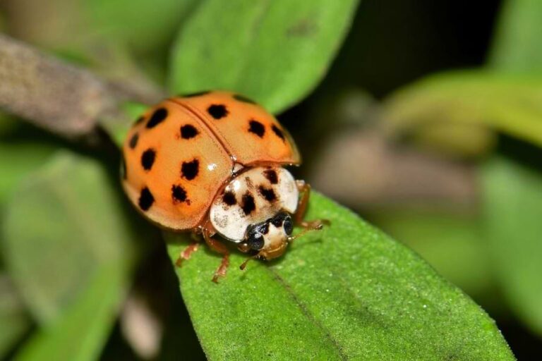 Asian Lady Beetle vs. Ladybug - The Aggressive Cousin!