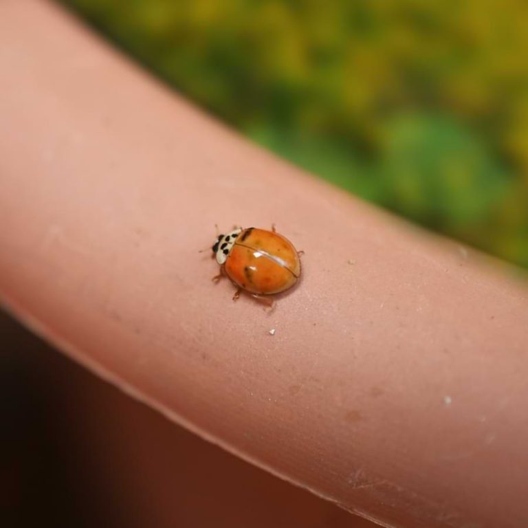 Orange Ladybugs - What Are They? Everything You Need to Know