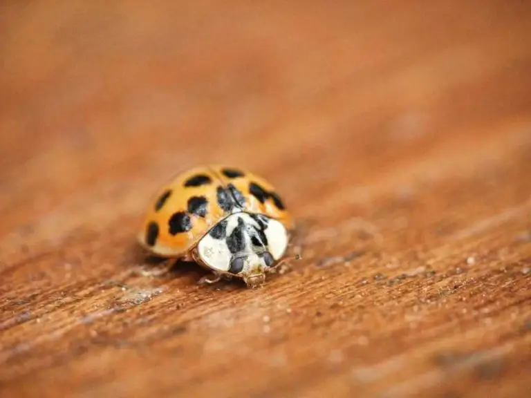 Orange Ladybugs - What Are They? Everything You Need to Know