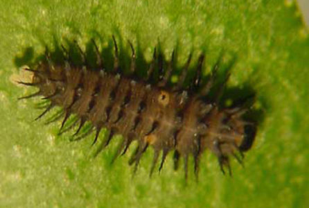 Ladybug Larvae - Easy Guide and Identifying Them - with Images