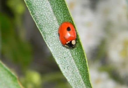 Ladybug Larvae - Easy Guide and Identifying Them - with Images