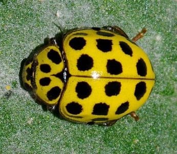 22-spot-ladybird-psyllobora-vigintiduopunctata | Ladybug Planet