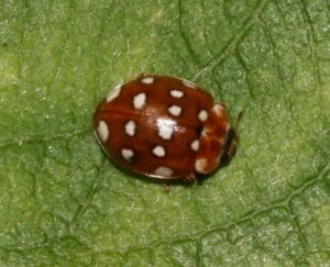 Orange Ladybugs - What Are They? Everything You Need to Know