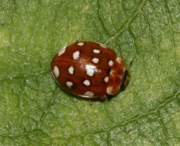 What the Spots on Ladybugs Mean, How They Got Them, and Why