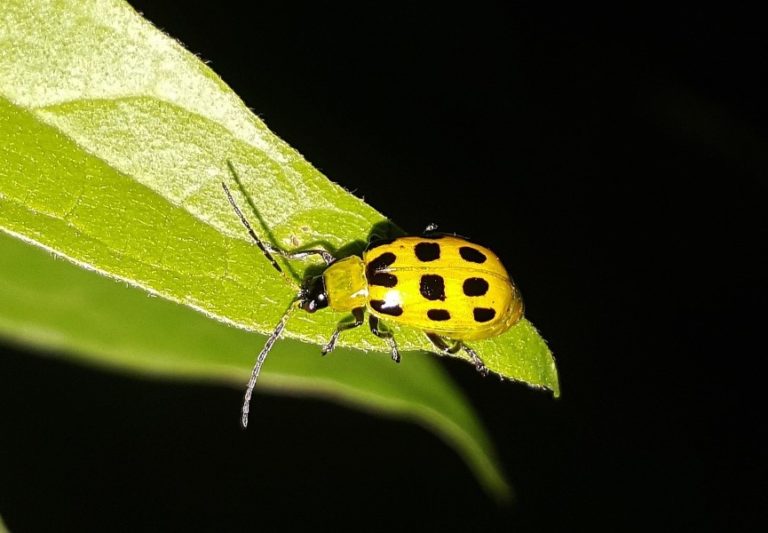 Green Ladybug – Easy Guide and Identifying Them (with Images)