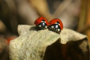 do ladybugs sleep | Ladybug Planet