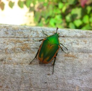 Green Ladybug – Easy Guide and Identifying Them (with Images)