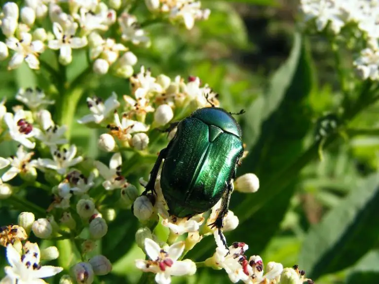 Green Ladybug – Easy Guide and Identifying Them (with Images)