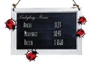 What Ladybugs Eat, Complete Ladybug Menu and Diet, a Guide