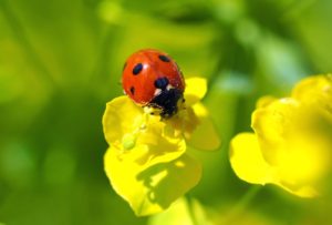 Are Ladybugs Pollinators? How, Why, and What They Pollinate
