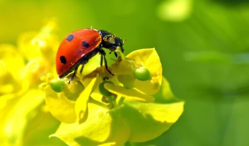 Are Ladybugs Pollinators? How, Why, and What They Pollinate