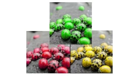 Purple Ladybugs - True or False, Origin, Facts, Could They Exist?