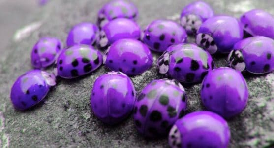 Purple Ladybugs - True or False, Origin, Facts, Could They Exist?