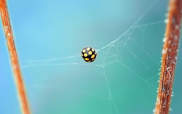 Yellow Ladybug - a Helpful Guide on Which Type or What Beetle It Is
