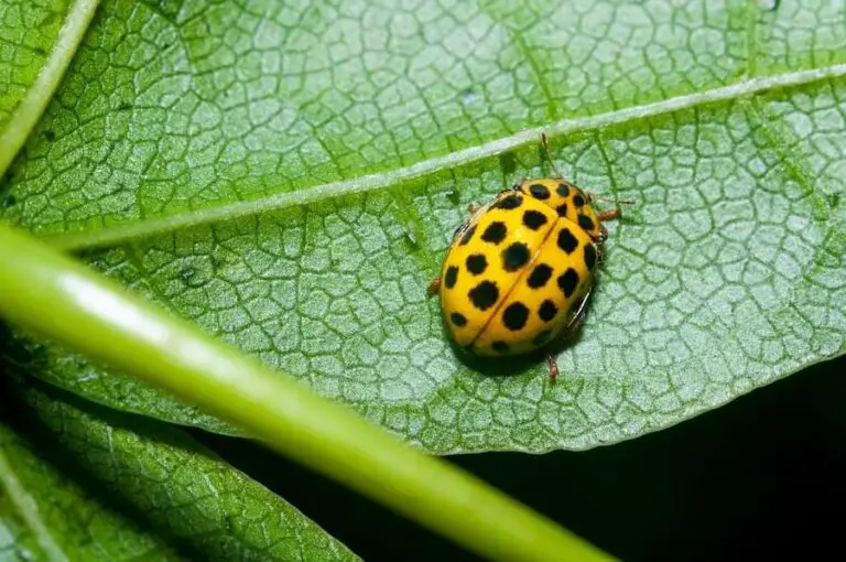Yellow Ladybug A Helpful Guide On Which Type Or What Beetle It Is