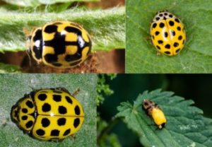 yellow-ladybugs – (Featured) | Ladybug Planet