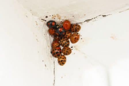 Ladybugs in My House, Dealing With an Infestation a Helpful Guide