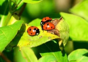Complete Guide to Buying Ladybugs, When, How, Where to Release Them
