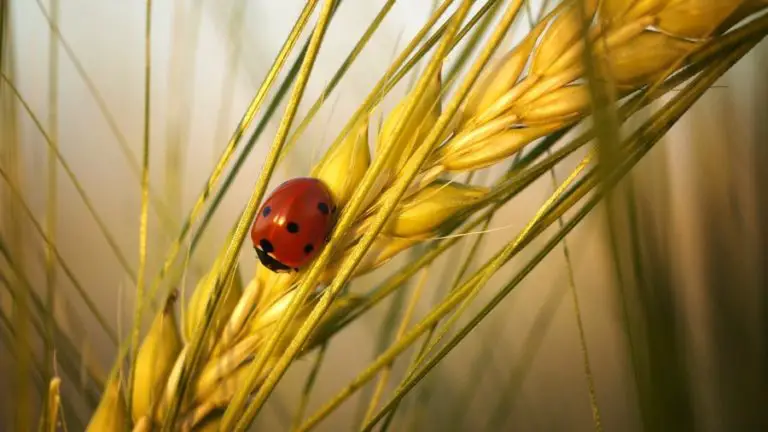 Complete Guide to Buying Ladybugs, When, How, Where to Release Them