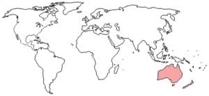 Blue Ladybug - Do They Exist? Which Types and Where. Here's the Answer