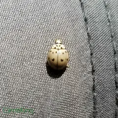 ashy gray lady beetle | Ladybug Planet