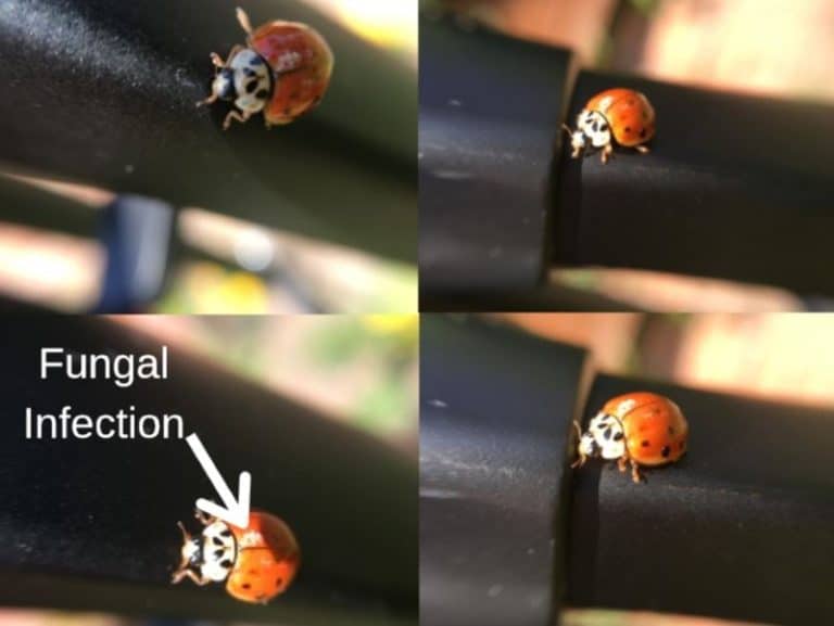 Orange Ladybugs - What Are They? Everything You Need to Know