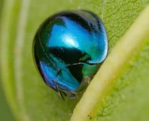 Blue Ladybug - Do They Exist? Which Types and Where. Here's the Answer
