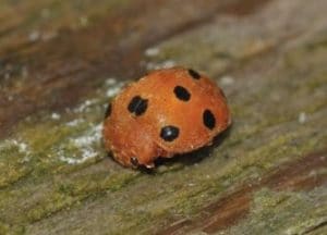 Bryony Ladybird Beetle, Varieties, Size, Color, Info