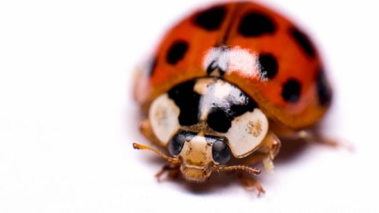 What the Spots on Ladybugs Mean, How They Got Them, and Why
