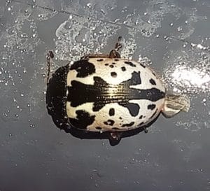 Calligrapha Beetle, Description, Location, Habitat, Images