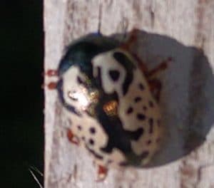 Calligrapha Beetle, Description, Location, Habitat, Images