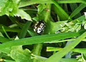 Calligrapha Beetle, Description, Location, Habitat, Images