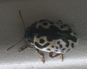 Calligrapha Beetle, Description, Location, Habitat, Images